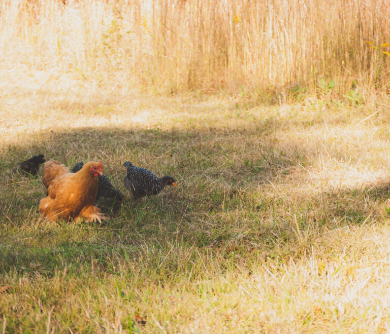 How to Care For a Broody Hen - The Little Modern Farm