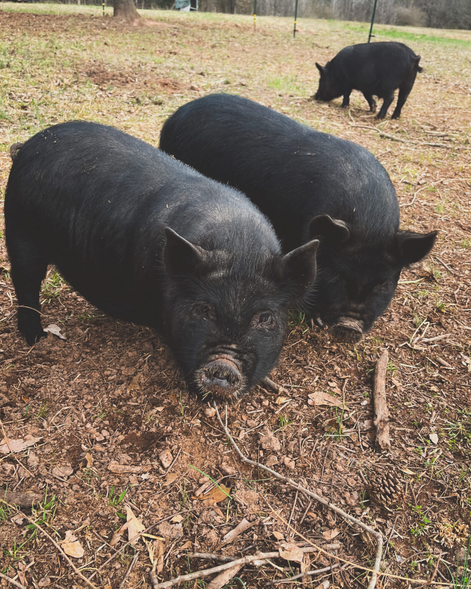 Raising Pigs: 6 Things You Need to Know - The Little Modern Farm