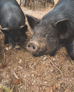 Easy DIY Pig Waterer - The Little Modern Farm