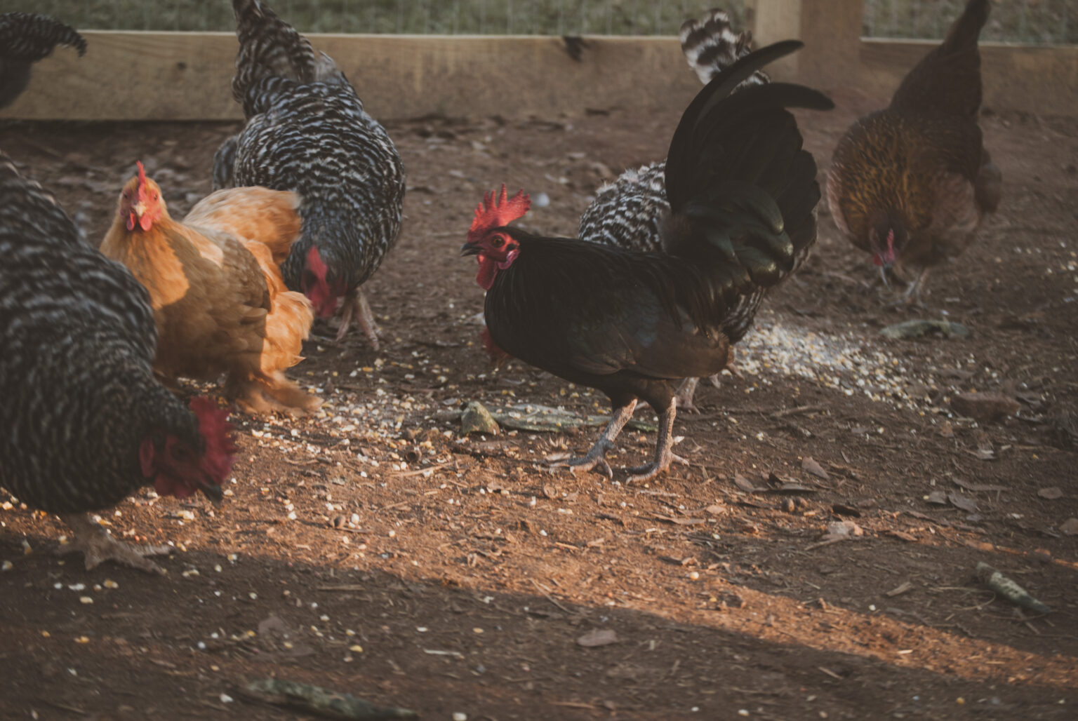 How to Introduce New Chicks to The Flock - The Little Modern Farm