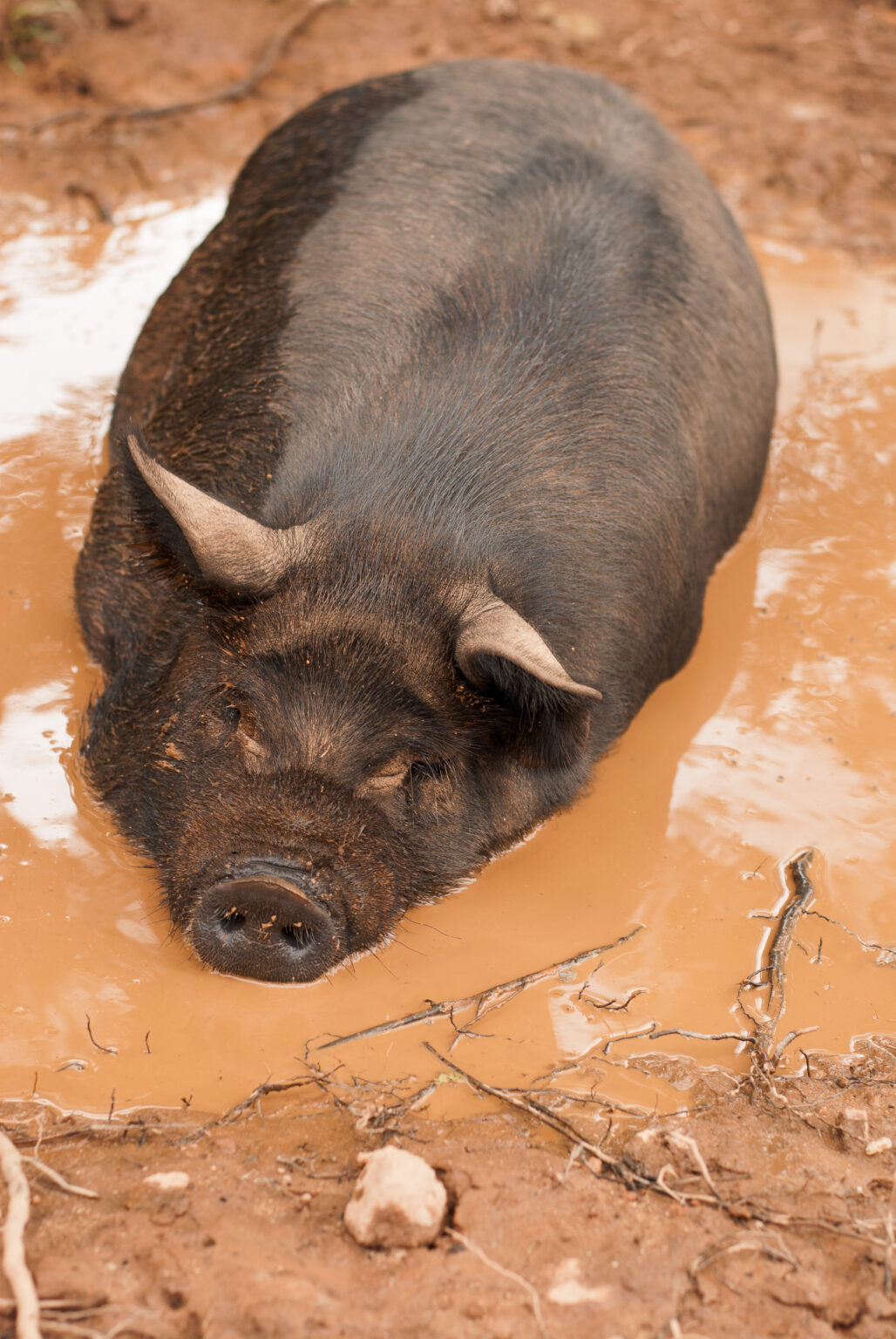 Best Pig Breeds For The Farm - The Little Modern Farm