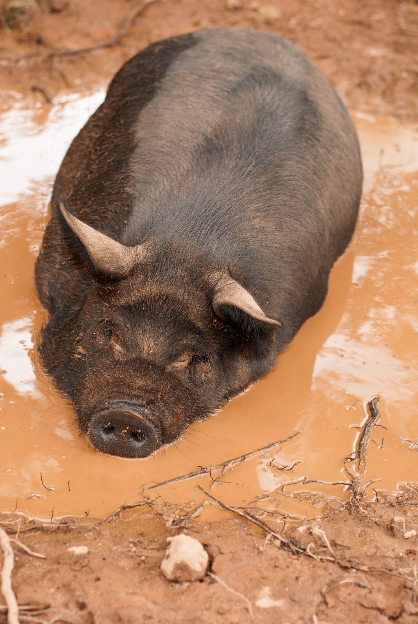 Best Pig Breeds For The Farm - The Little Modern Farm