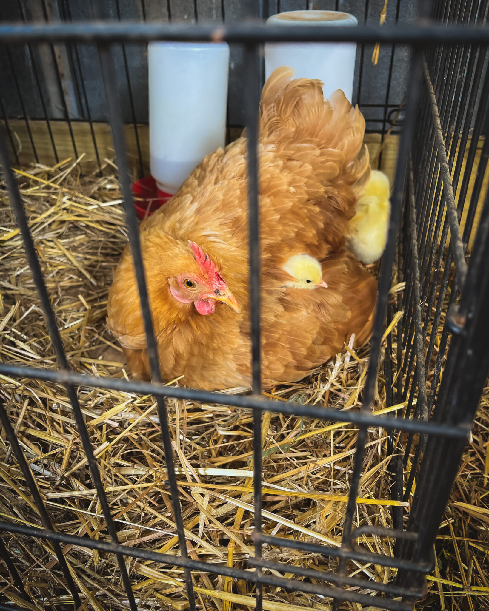 How To Deal With a Bully Chicken - The Little Modern Farm