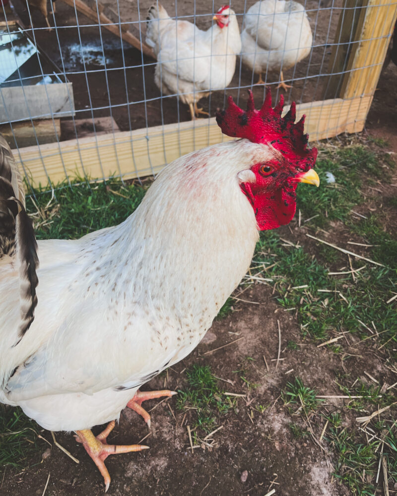 How To Deal With a Bully Chicken - The Little Modern Farm