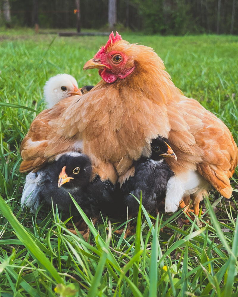 A Broody Hen: 5 Reasons to Love Them - The Little Modern Farm