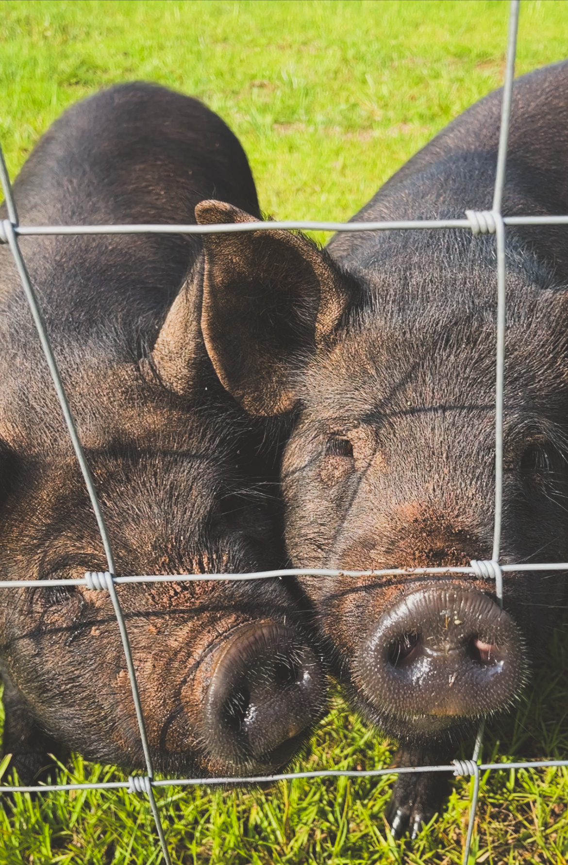 Best Pig Breeds For The Farm - The Little Modern Farm