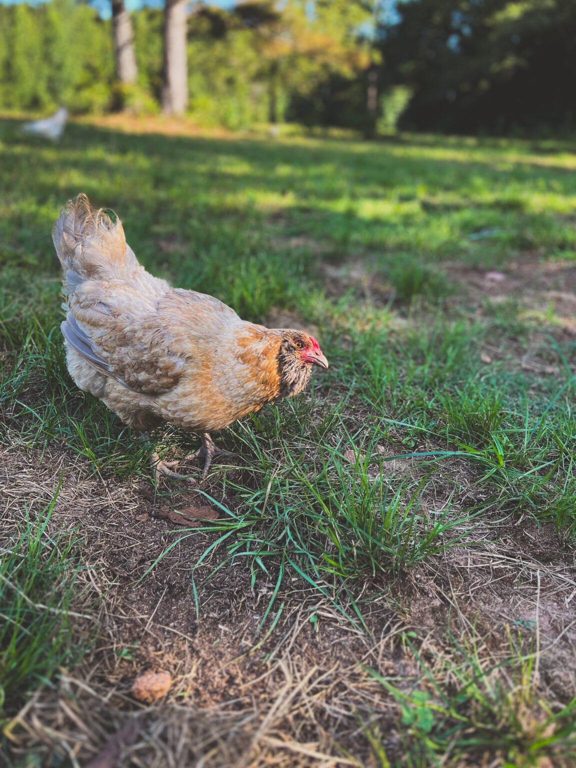 How To Deal With a Bully Chicken - The Little Modern Farm