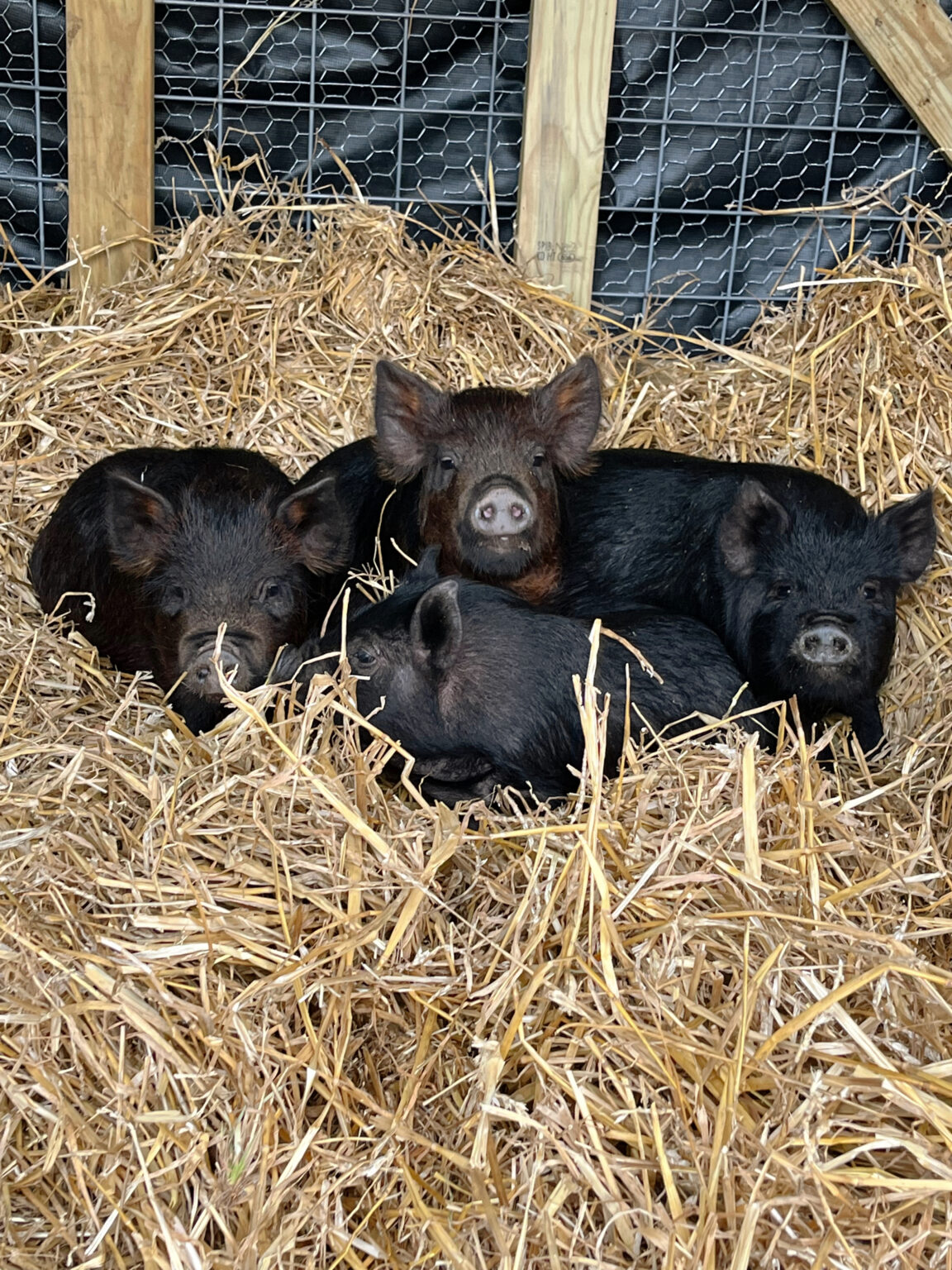 Best Pig Breeds For The Farm - The Little Modern Farm