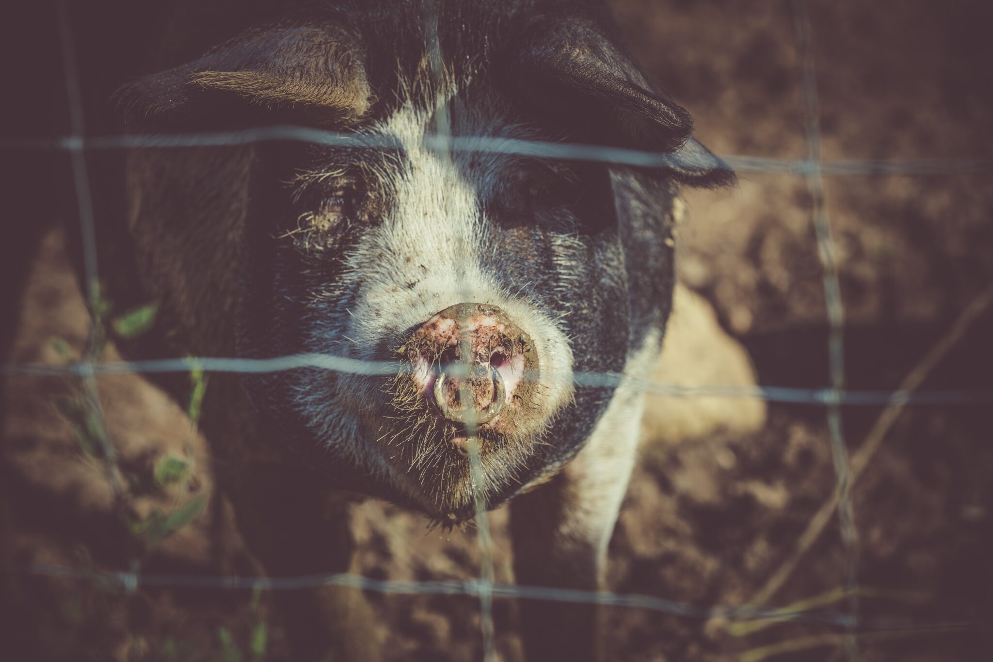 Best Pig Breeds For The Farm - The Little Modern Farm