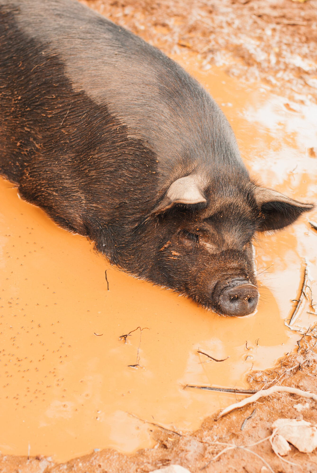 How To Raise Pigs On Pasture - The Little Modern Farm