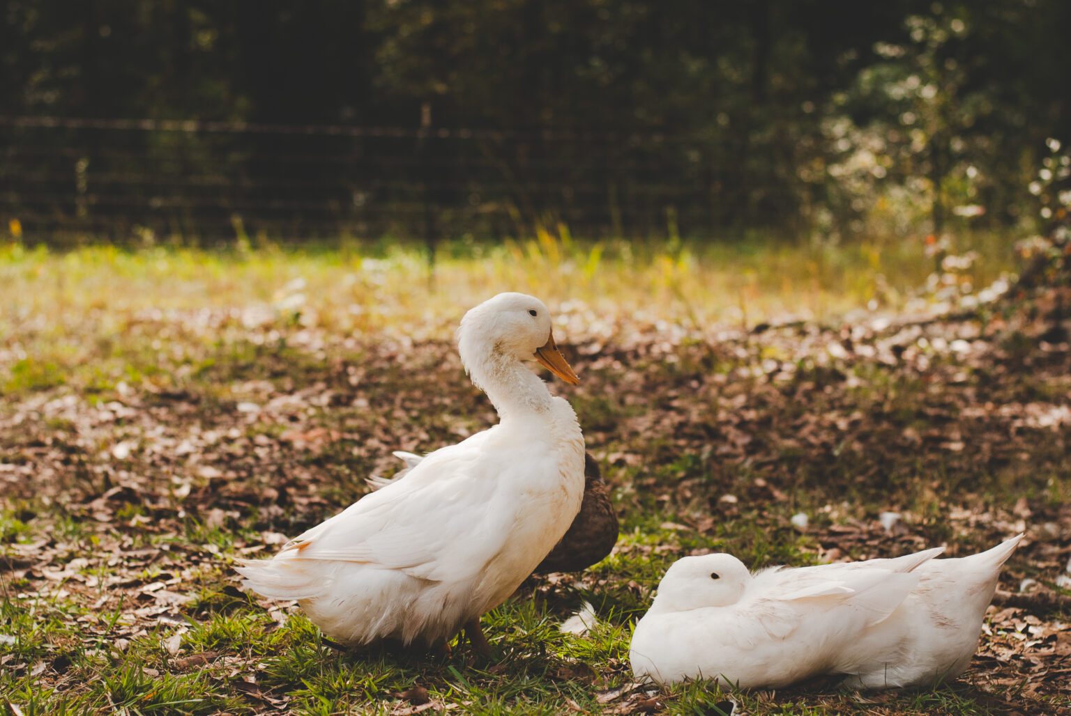 How To Raise Ducks and Chickens Together - The Little Modern Farm