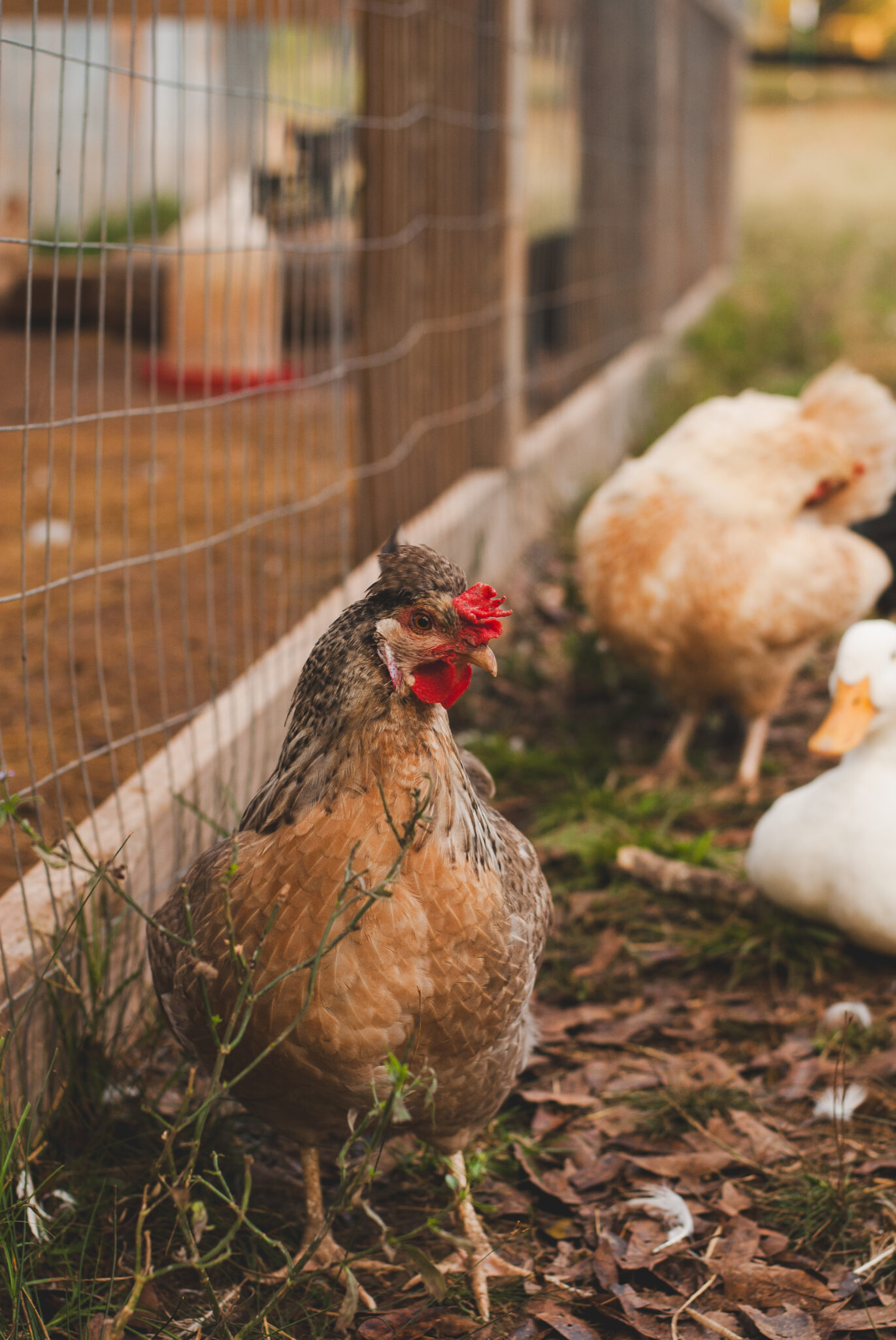 Chicken Wound First Aid Kit List - The Little Modern Farm