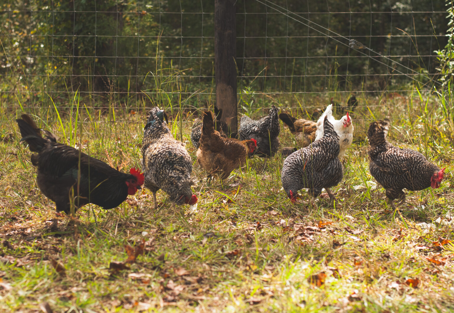 Chicken Wound First Aid Kit List - The Little Modern Farm