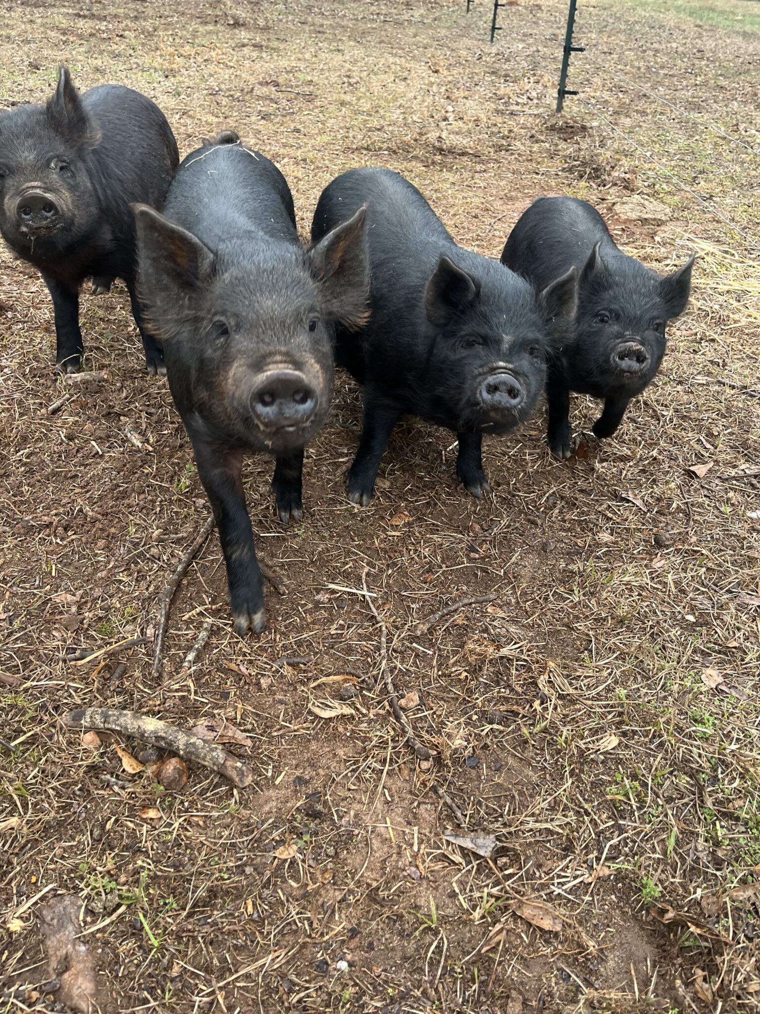 Easy and Best Electric Fencing For Pigs - The Little Modern Farm