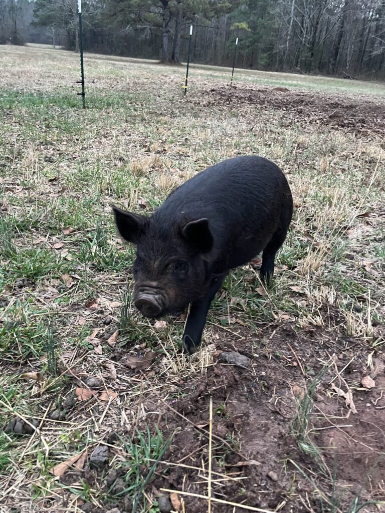 Easy and Best Electric Fencing For Pigs - The Little Modern Farm
