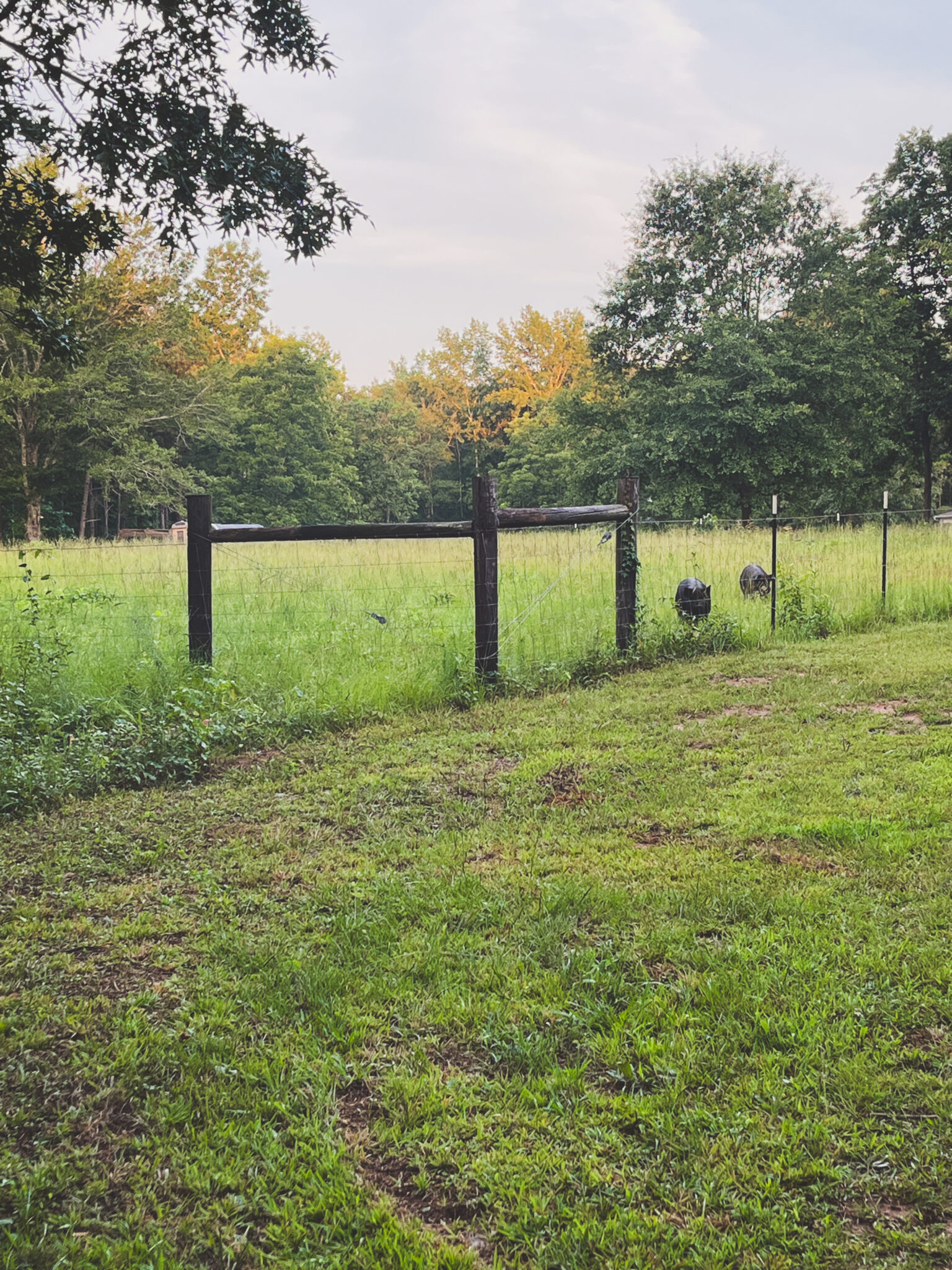 Easy and Best Electric Fencing For Pigs - The Little Modern Farm