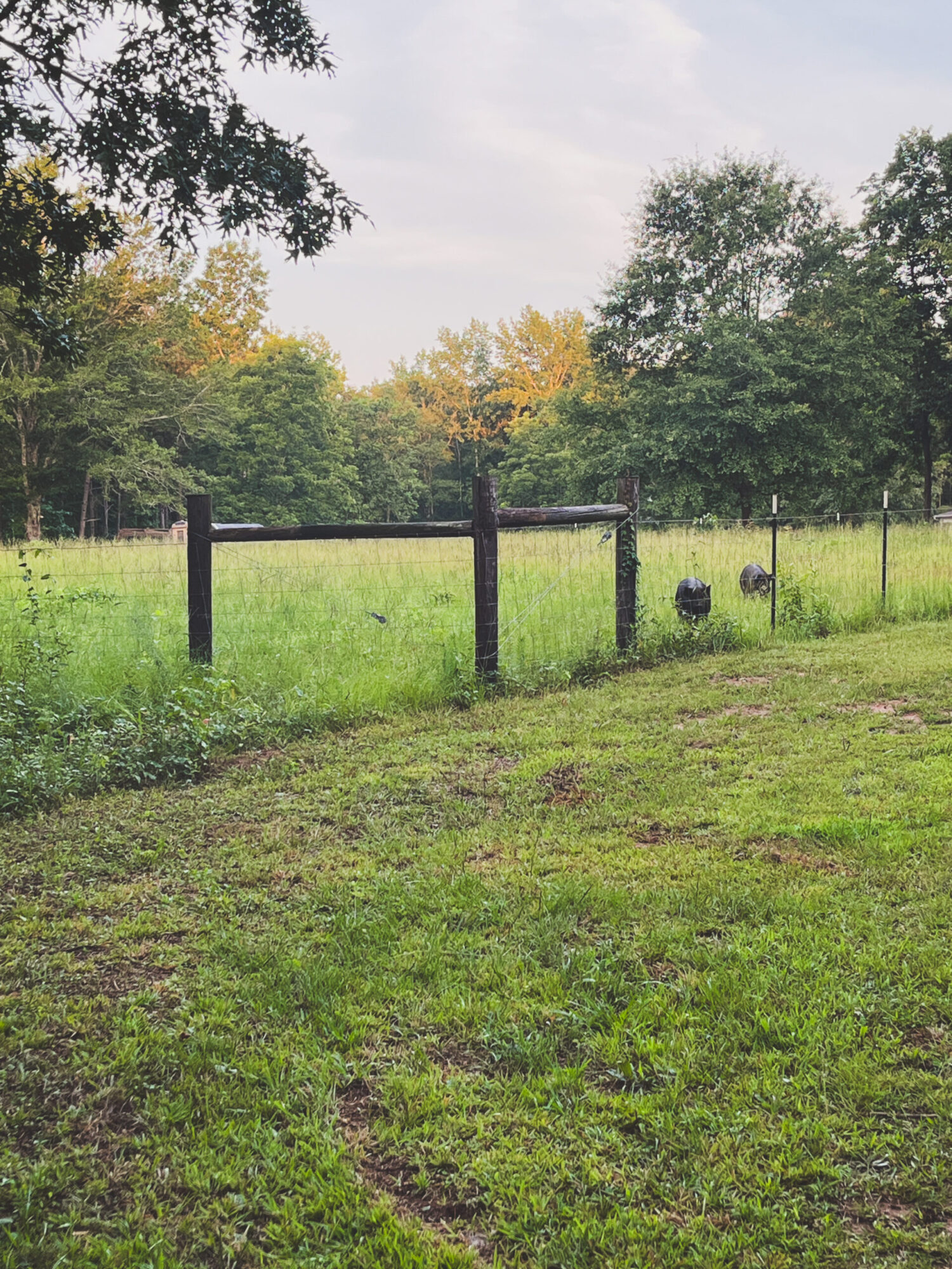 Easy and Best Electric Fencing For Pigs - The Little Modern Farm