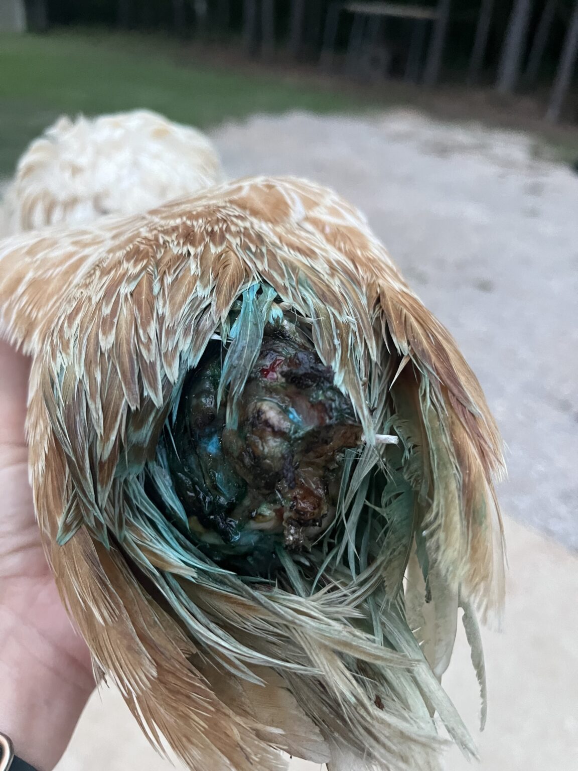 Chicken Wound First Aid Kit List - The Little Modern Farm