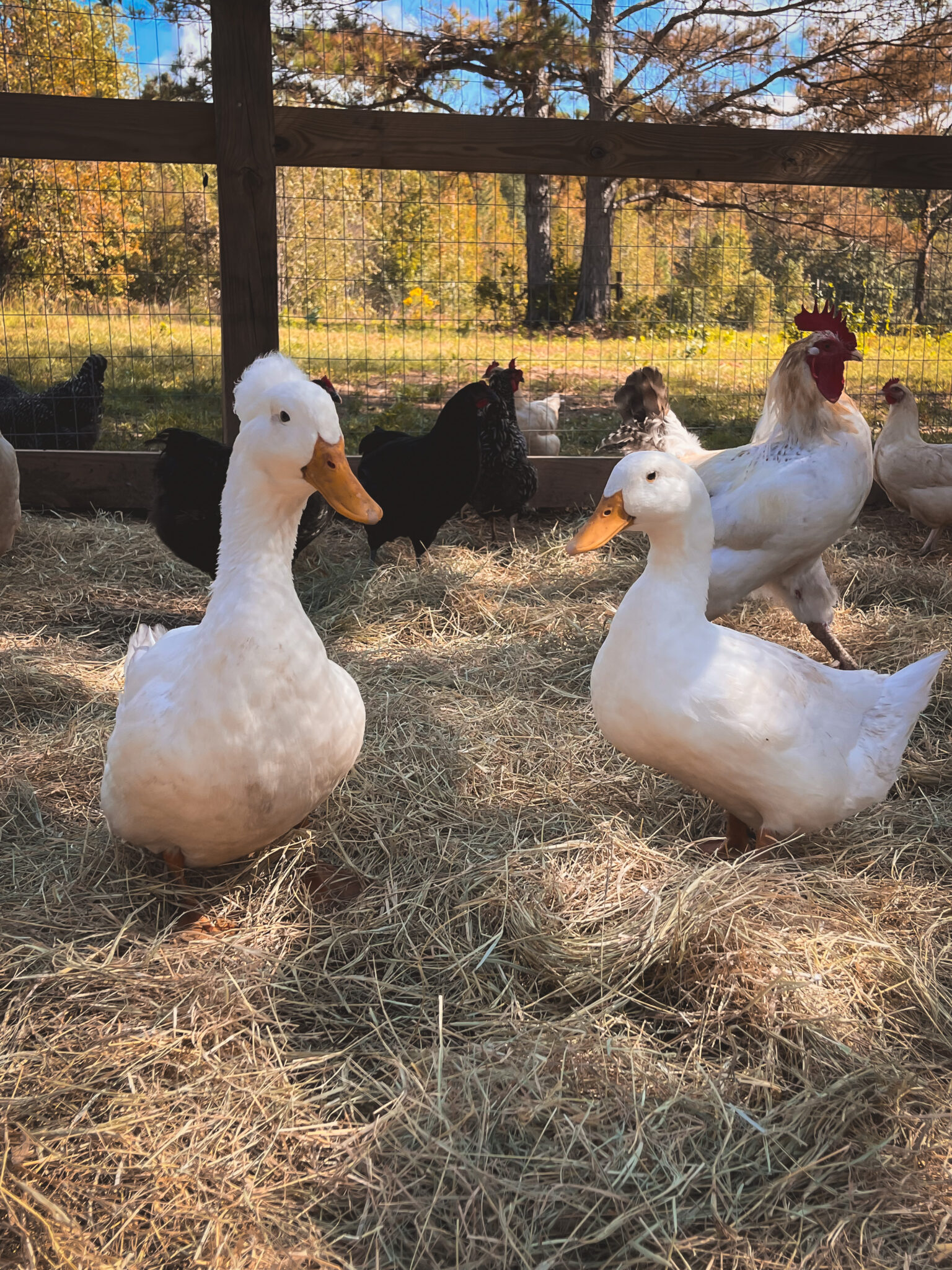 How To Raise Ducks and Chickens Together - The Little Modern Farm