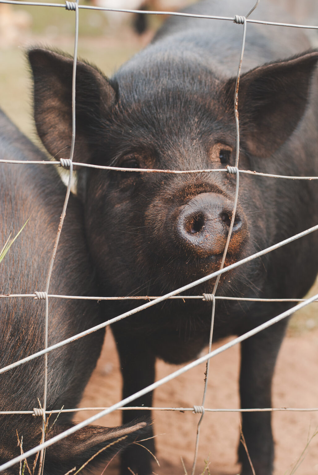What Does A Pig Eat? - The Little Modern Farm