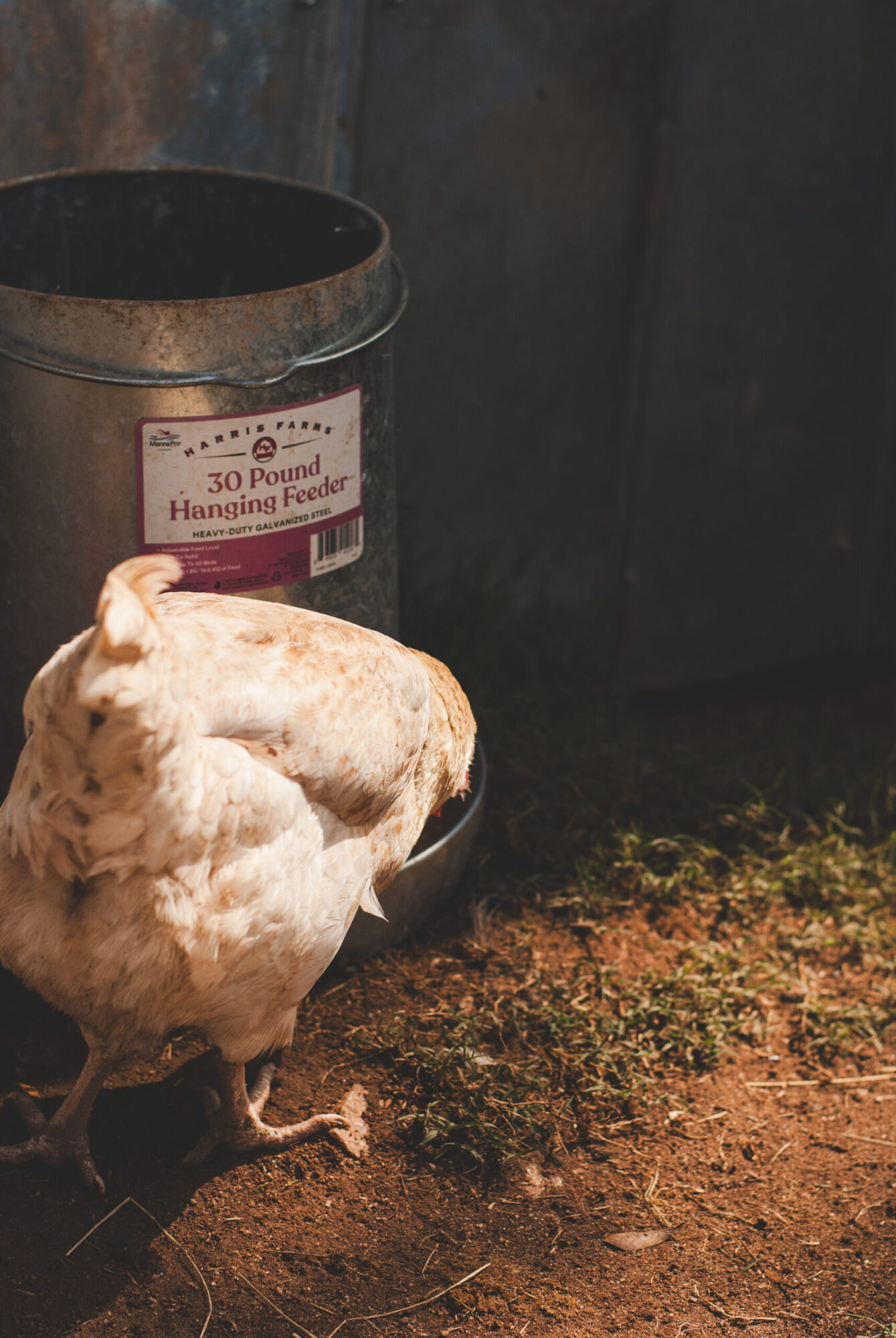 Heating A Chicken Coop Without Electricity The Little Modern Farm