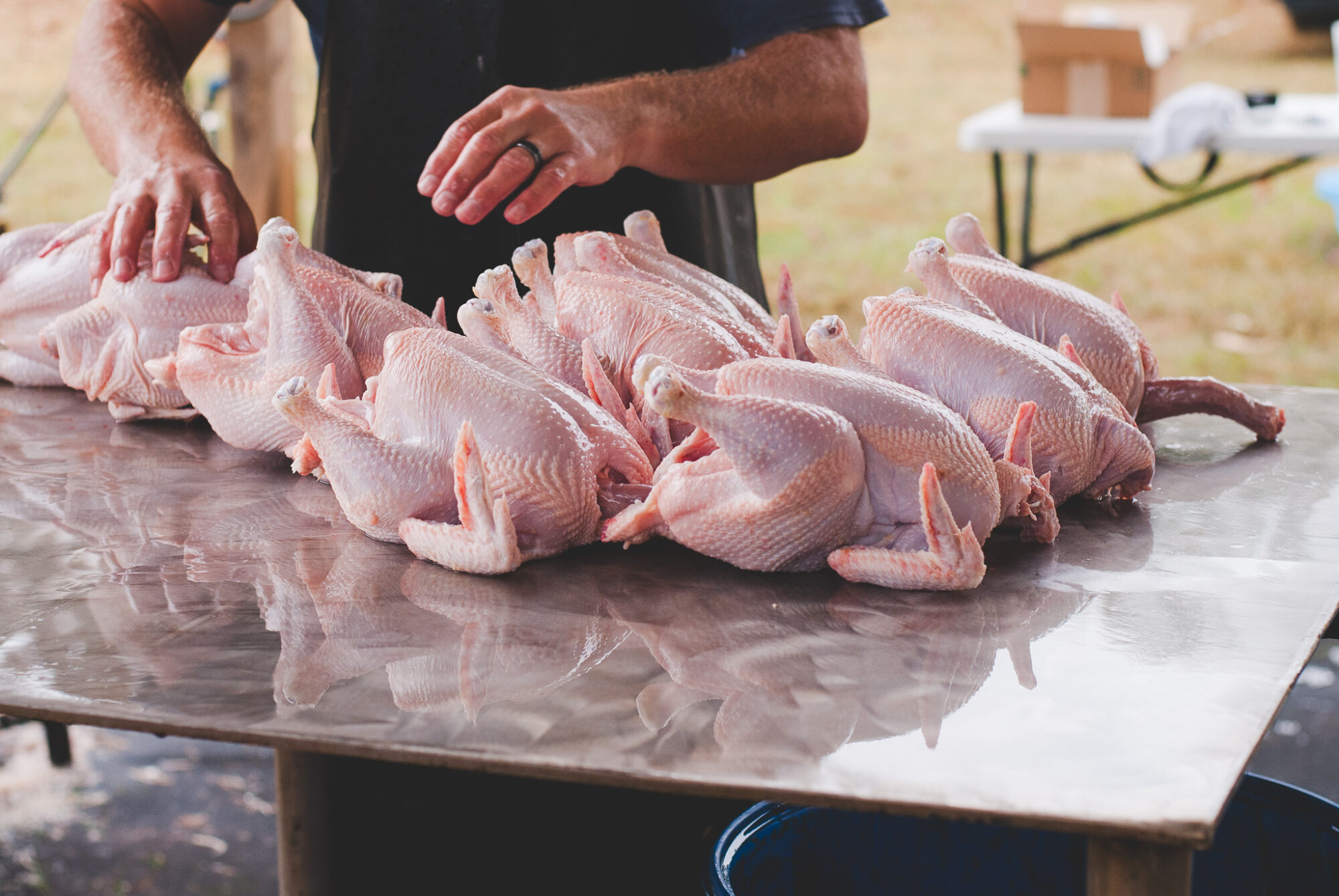 Cornish Rock Cross Chickens-An Honest Review - The Little Modern Farm