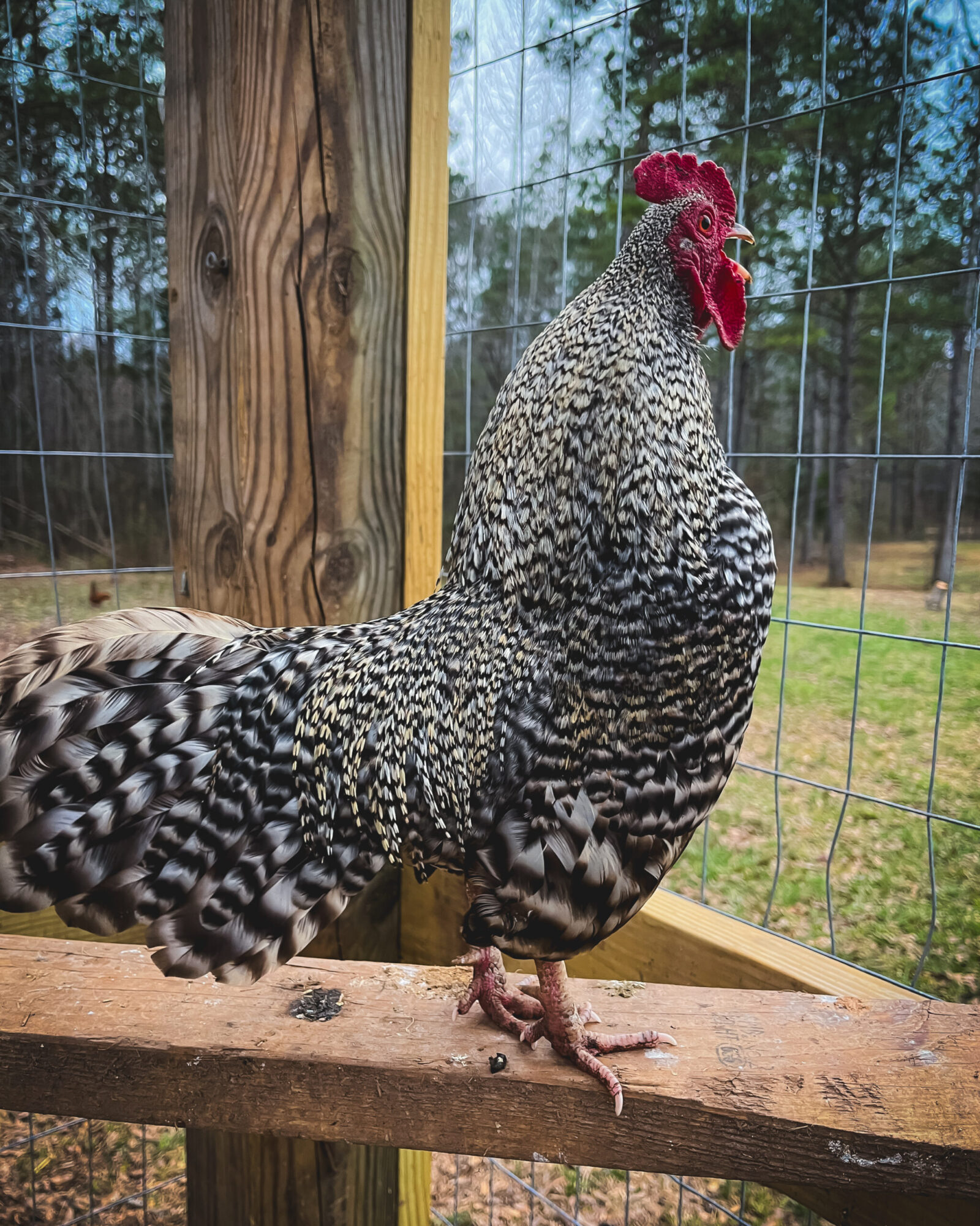 Heating A Chicken Coop Without Electricity - The Little Modern Farm