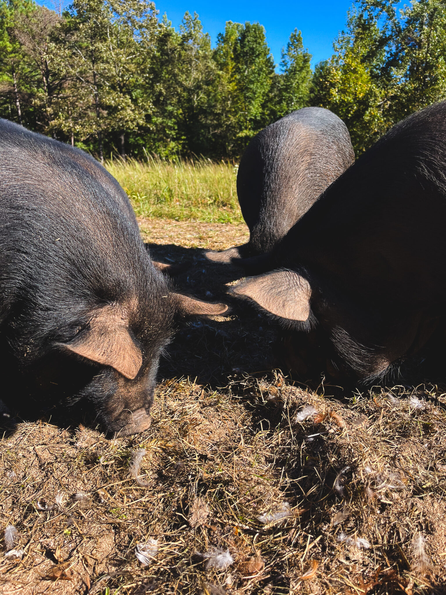 What Does A Pig Eat? - The Little Modern Farm
