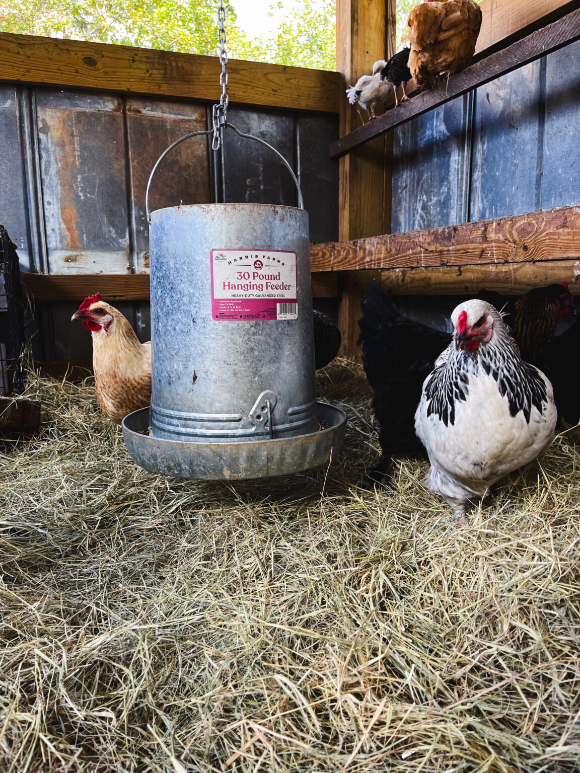 Heating A Chicken Coop Without Electricity - The Little Modern Farm