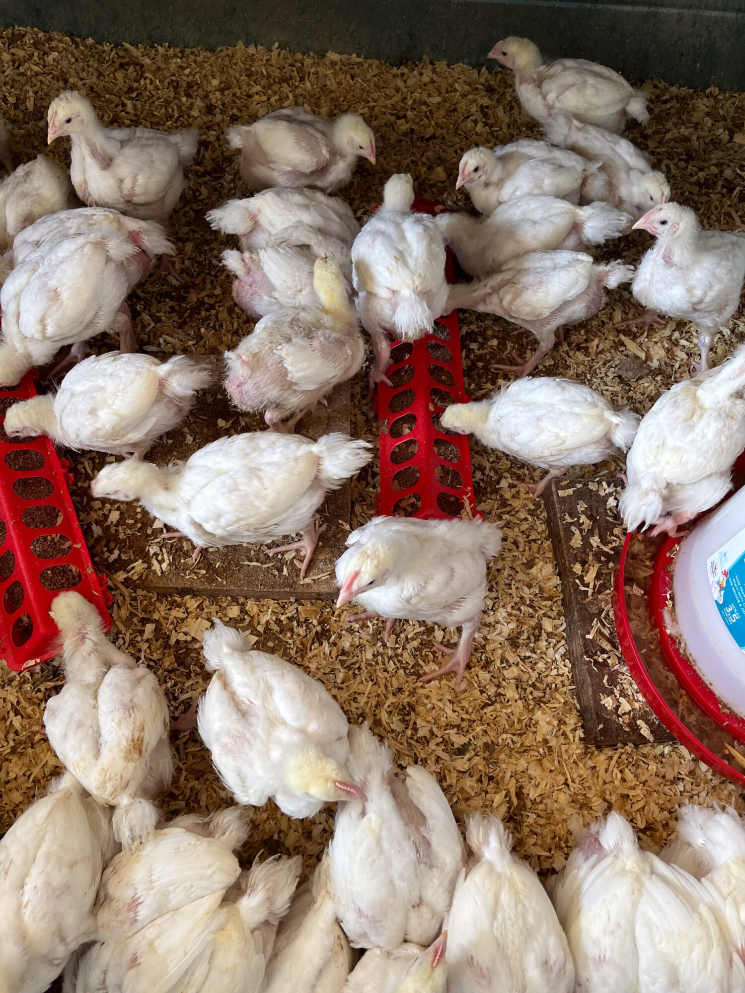 Raising Meat Chickens - The Little Modern Farm