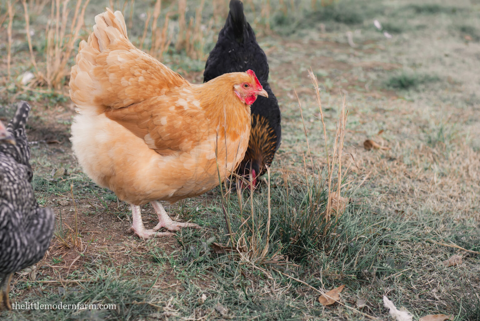 The Best Backyard Chicken Breeds - The Little Modern Farm