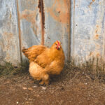 The BEST White Chicken Breeds For Your Backyard - The Little Modern Farm