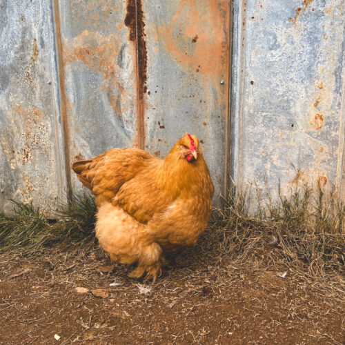 The BEST White Chicken Breeds For Your Backyard - The Little Modern Farm