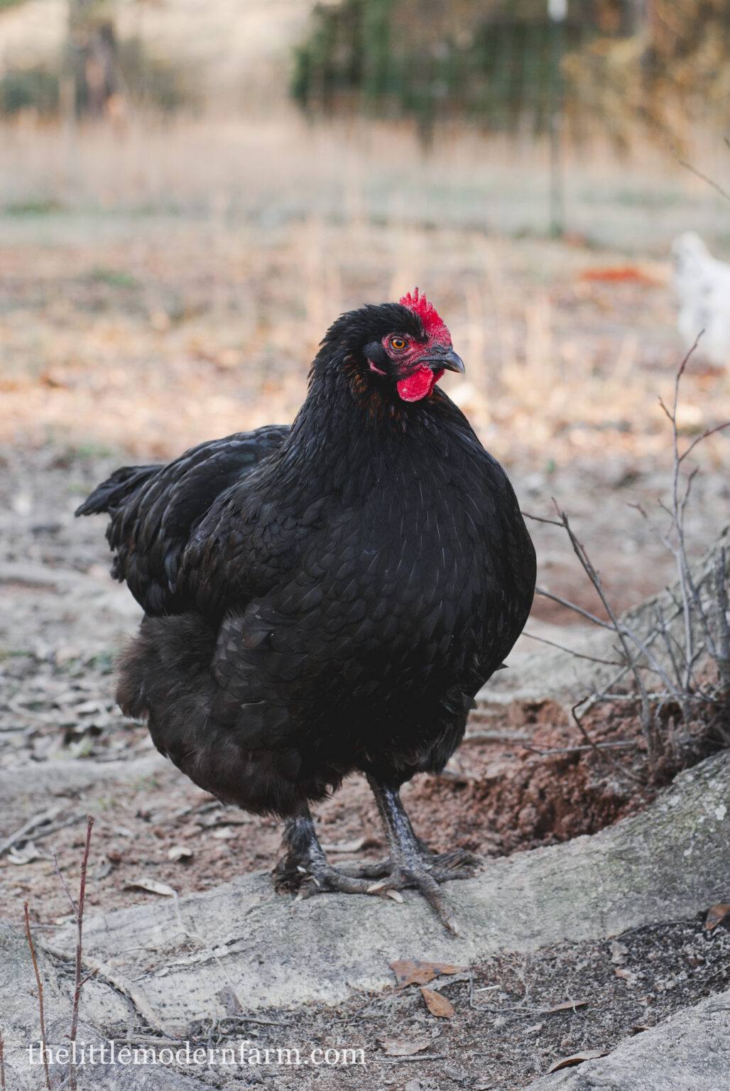 The Top Broody Chicken Breeds For Hatching Chicks - The Little Modern Farm