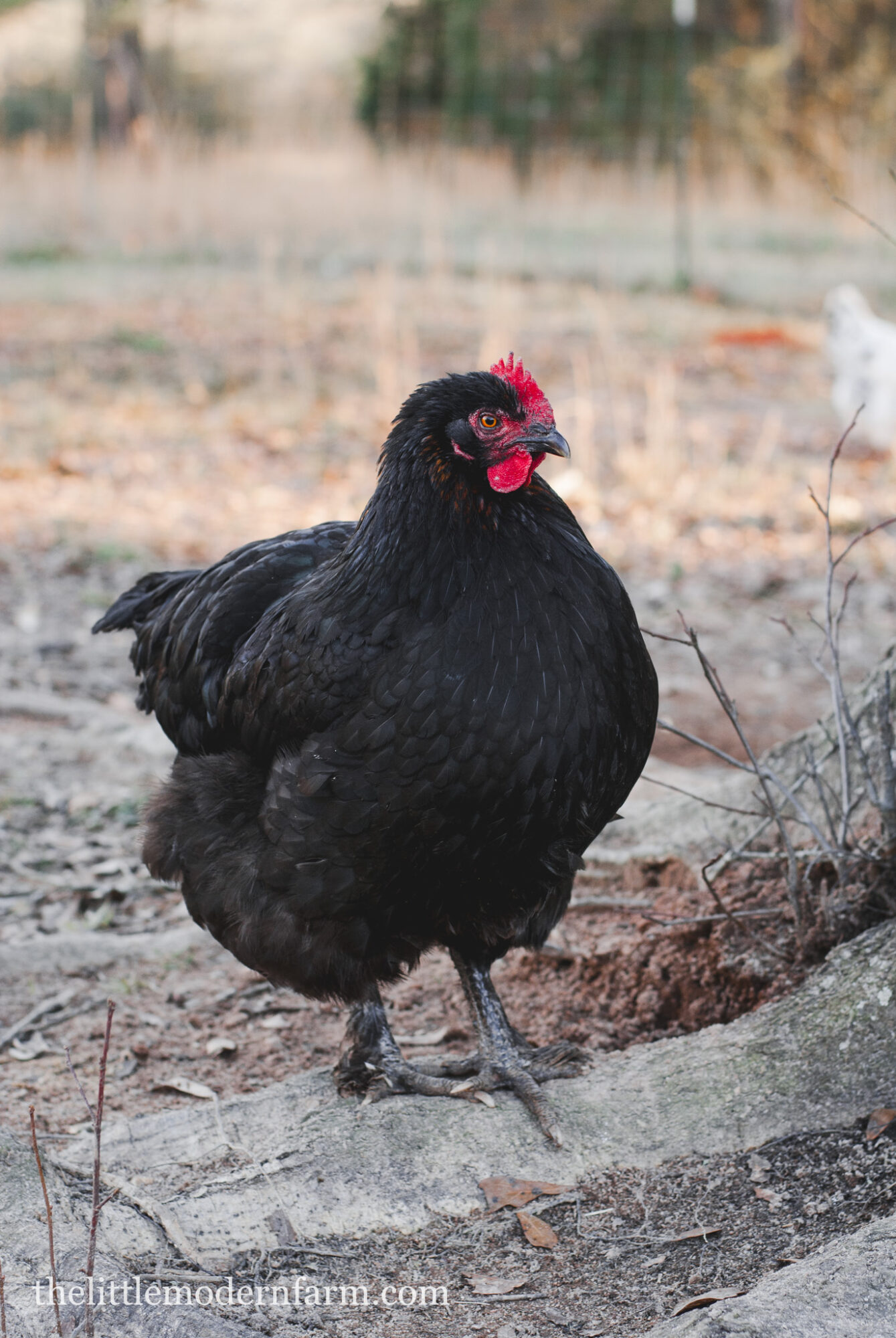 The Top Broody Chicken Breeds For Hatching Chicks - The Little Modern Farm