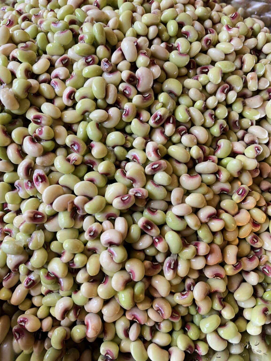 Purple Hull Peas: Growing, Preparing, and Preserving this Southern ...
