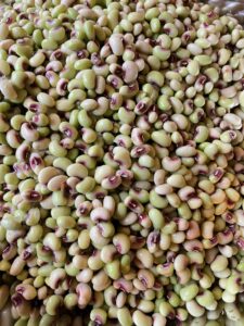 Purple Hull Peas: Growing, Preparing, and Preserving this Southern ...