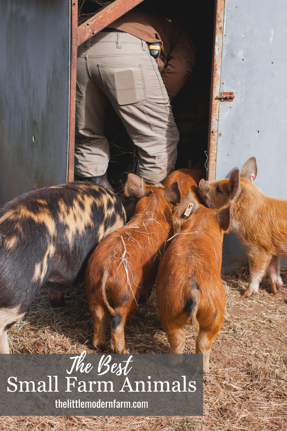 The Best Small Farm Animals - The Little Modern Farm
