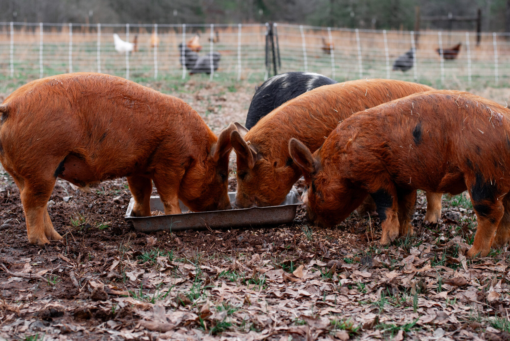 The Best Small Farm Animals - The Little Modern Farm
