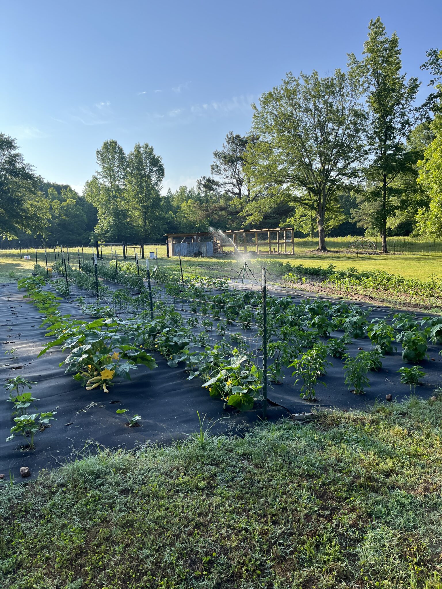 Spring Vegetable Garden Ideas - The Little Modern Farm