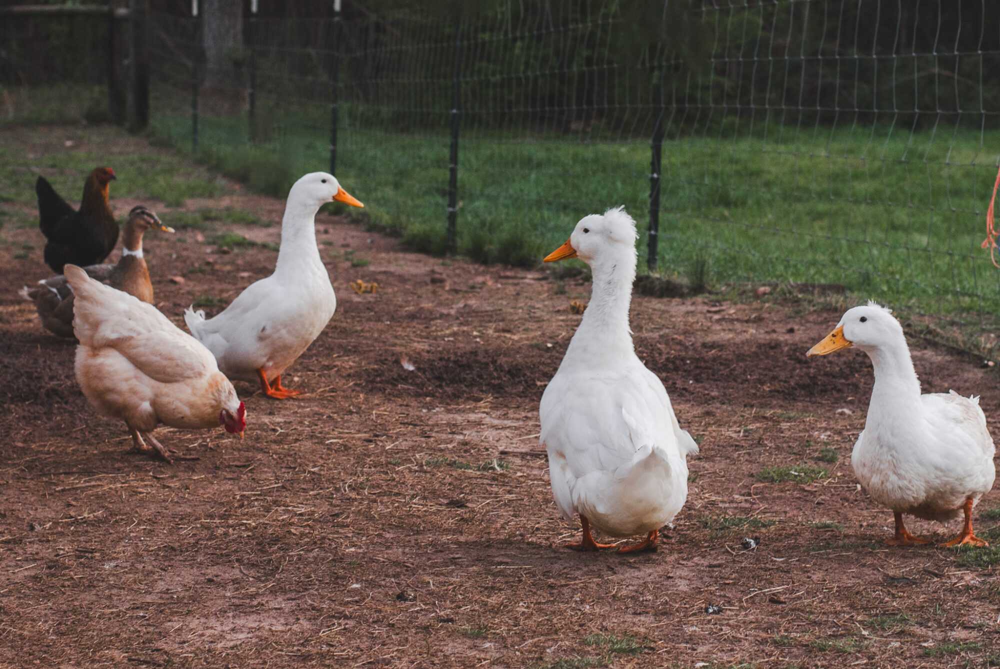 Raising Ducks On The Homestead: Benefits and Tips - The Little Modern Farm