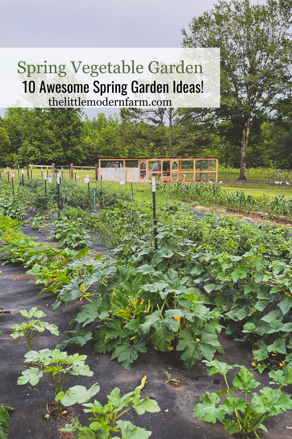 Spring Vegetable Garden Ideas - The Little Modern Farm