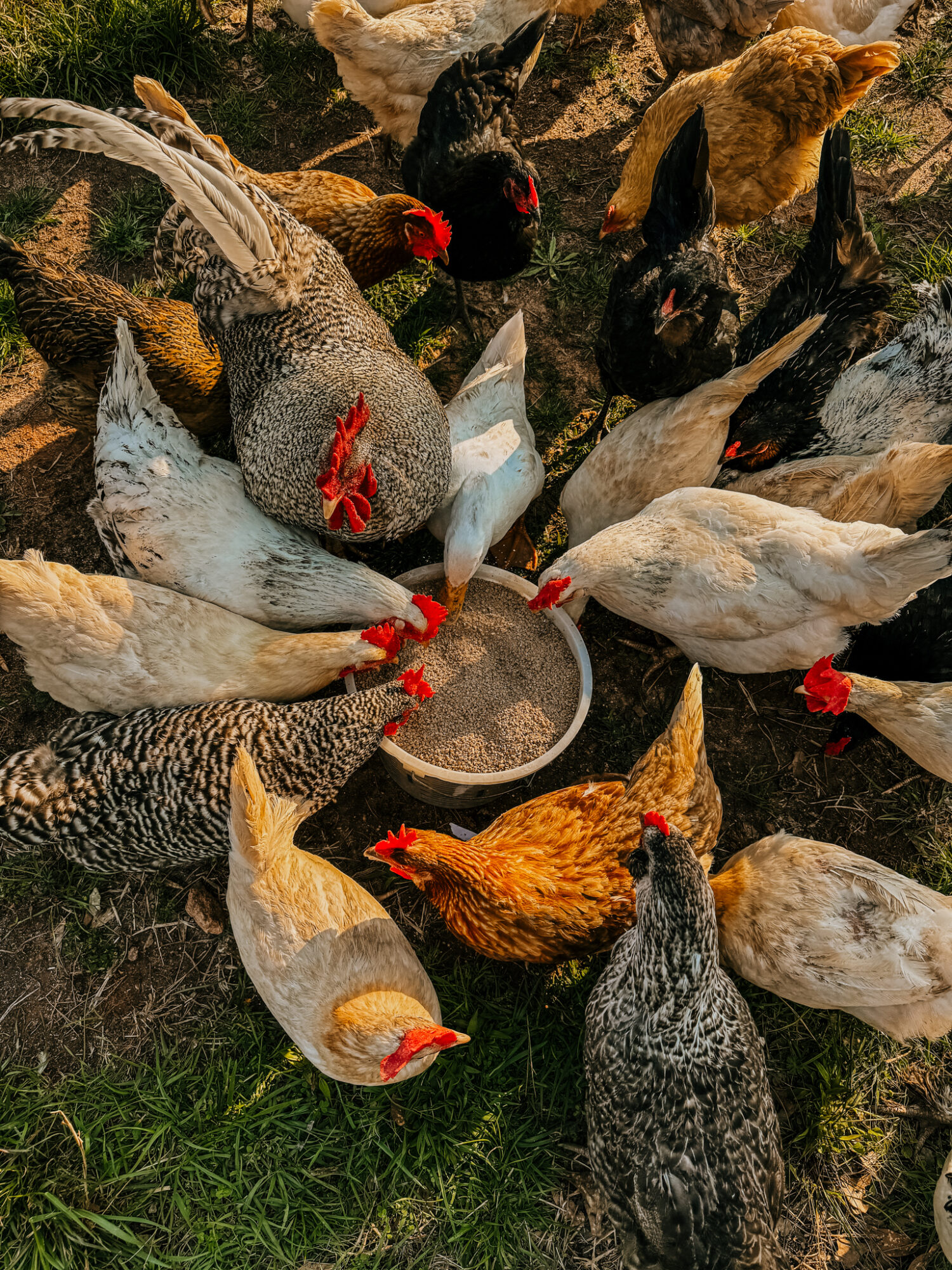Feeding Chickens On A Budget - The Little Modern Farm