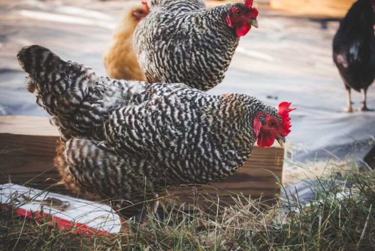How Do Chickens Clean Themselves? Dust Bathing and Preening - The ...