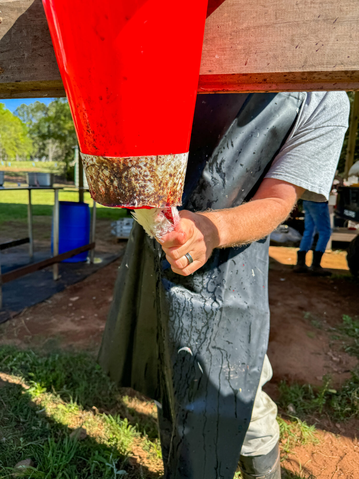 How To Process A Chicken - The Little Modern Farm