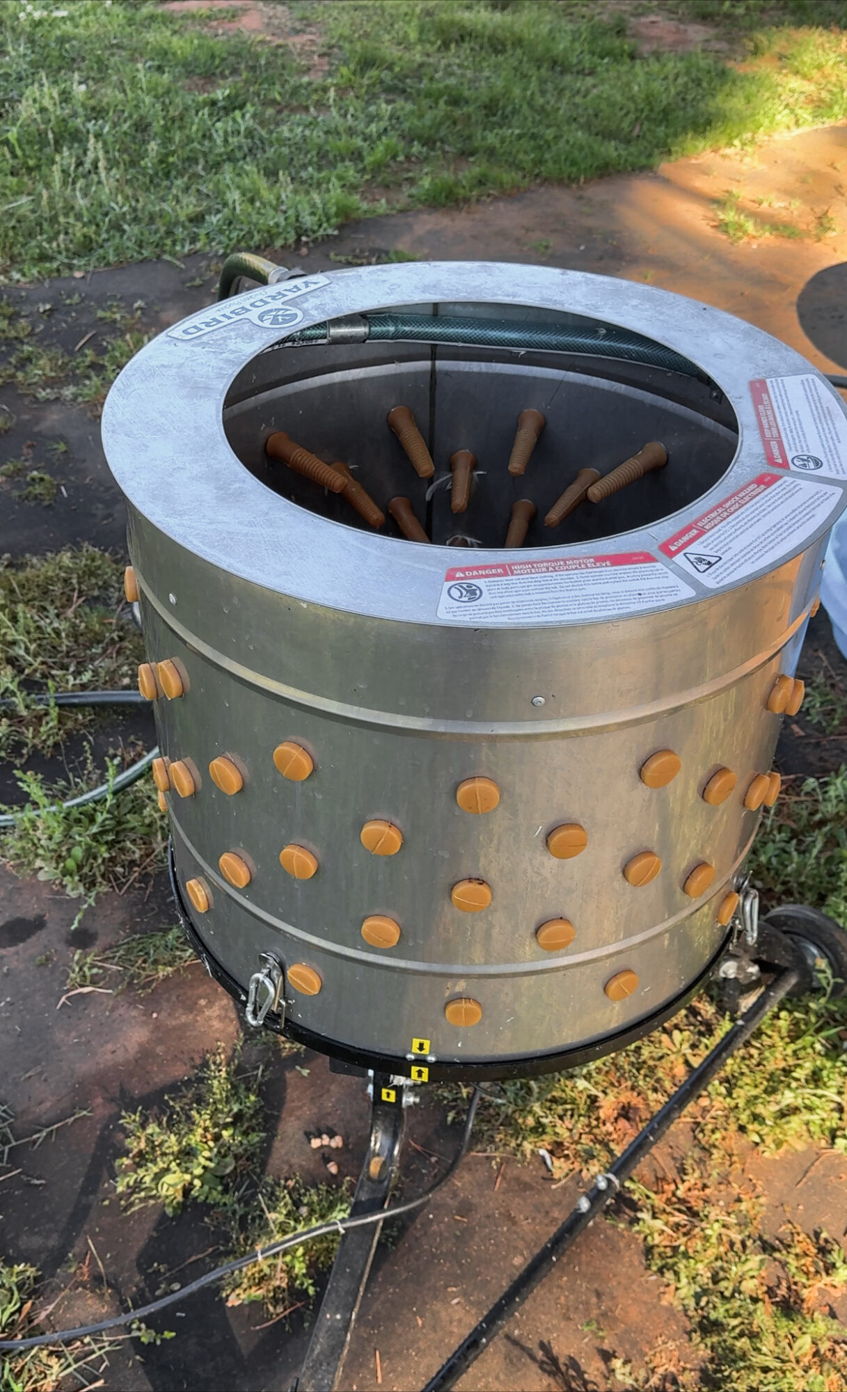 How To Process A Chicken - The Little Modern Farm
