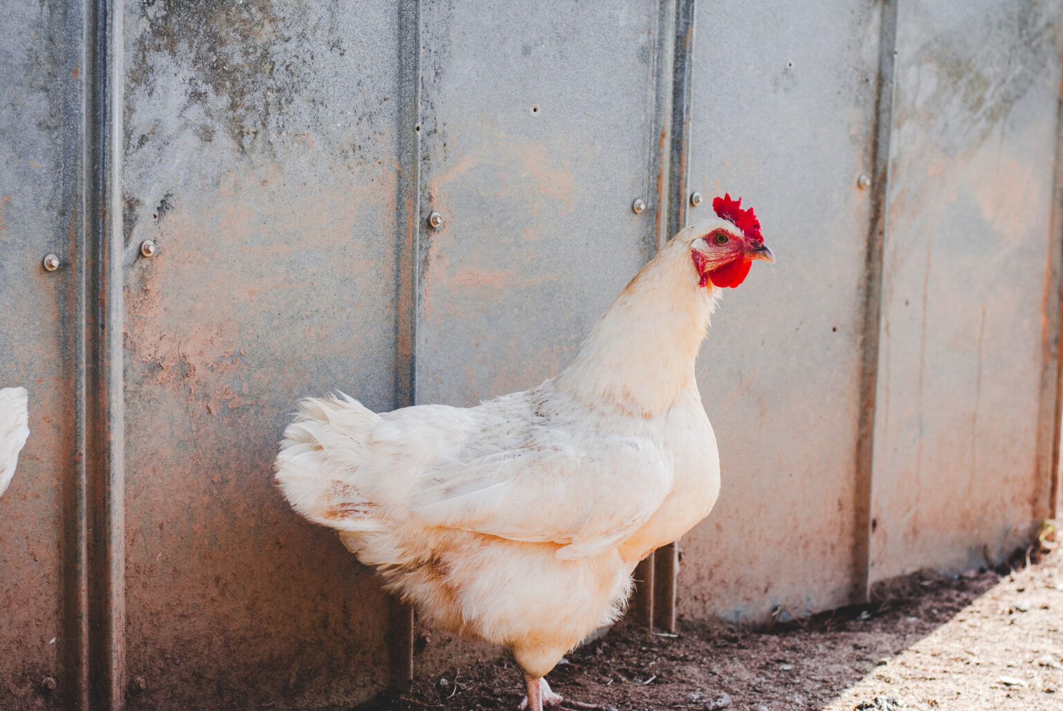What Chickens Lay Jumbo Eggs? The Best Breeds - The Little Modern Farm