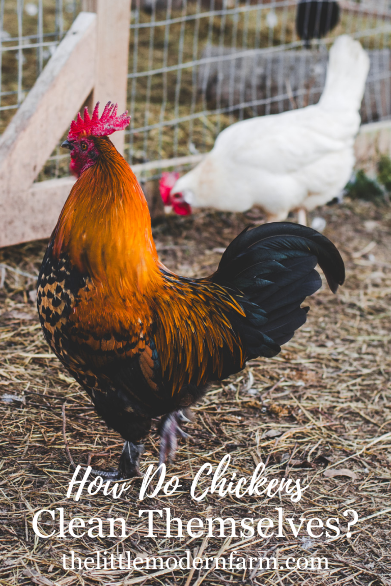 How Do Chickens Clean Themselves? Dust Bathing and Preening - The ...