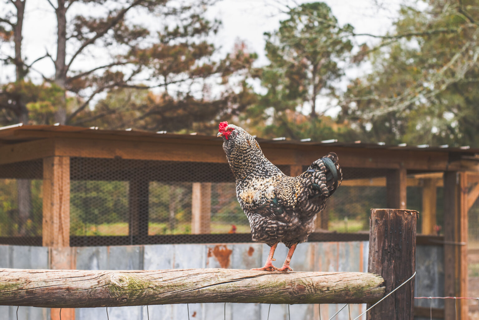 How Big Should A Coop Be For 20 Chickens? A Simple Guide - The Little ...
