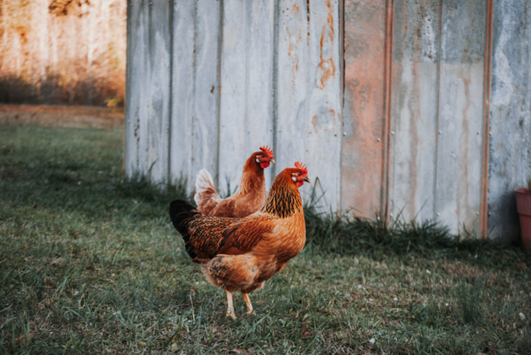 The Top 20 Best Egg Layers Chickens: Backyard Breed Guide - The Little ...